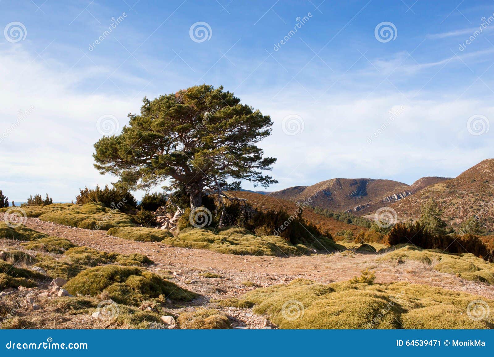 Paesaggio Della Montagna Con Una Quercia Immagine Stock - Immagine di ...