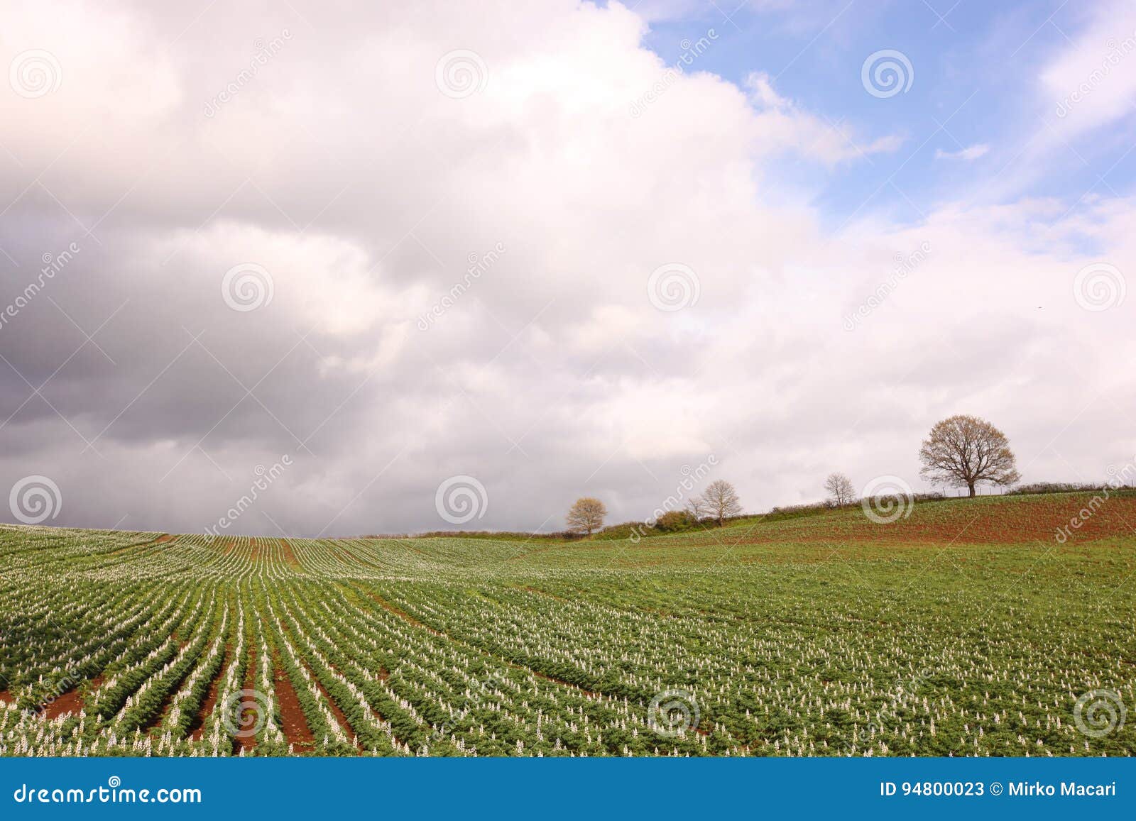 Paesaggio Della Natura Della Campagna Immagine Stock - Immagine di ...