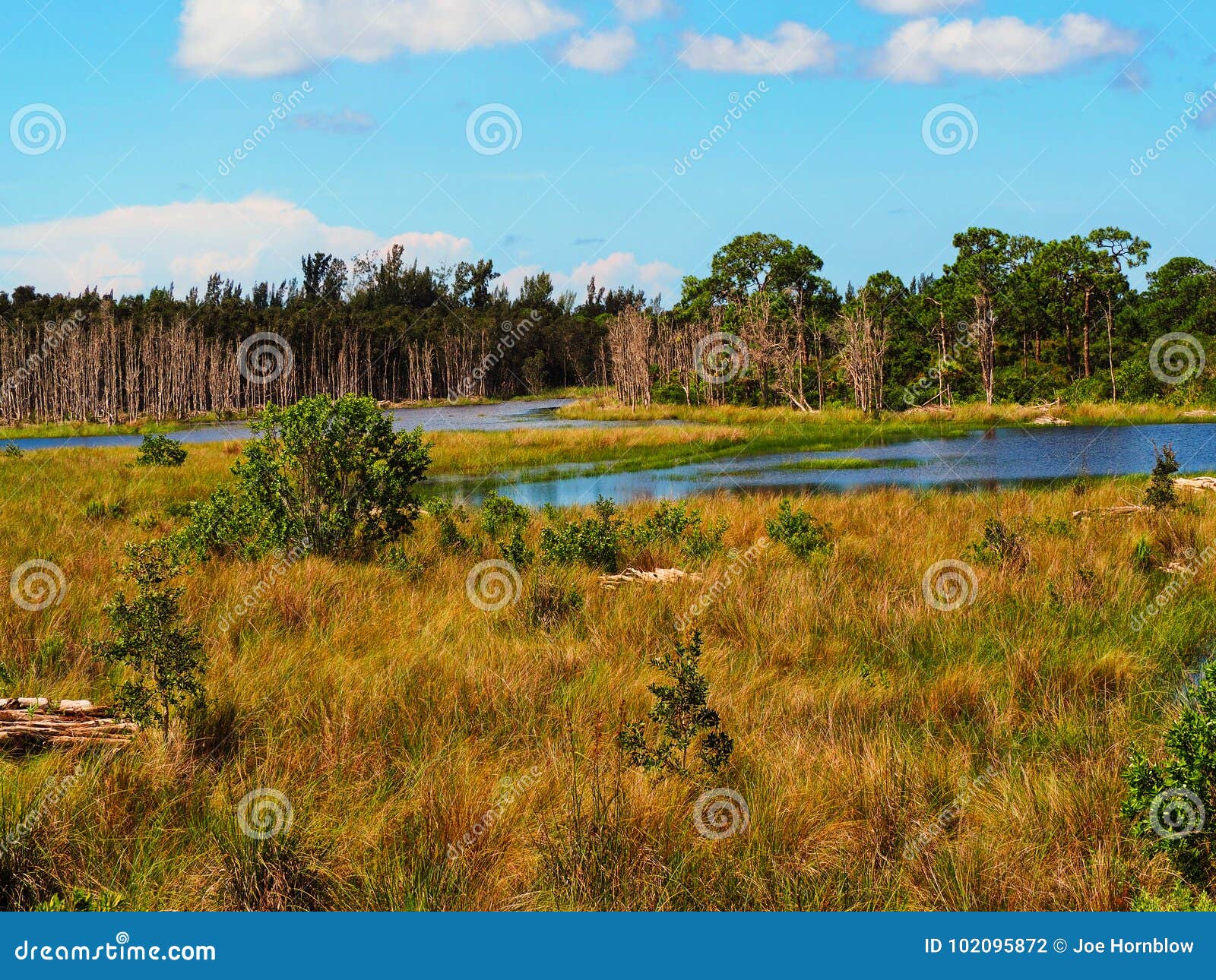 Paesaggio della palude fotografia stock. Immagine di alberi - 102095872