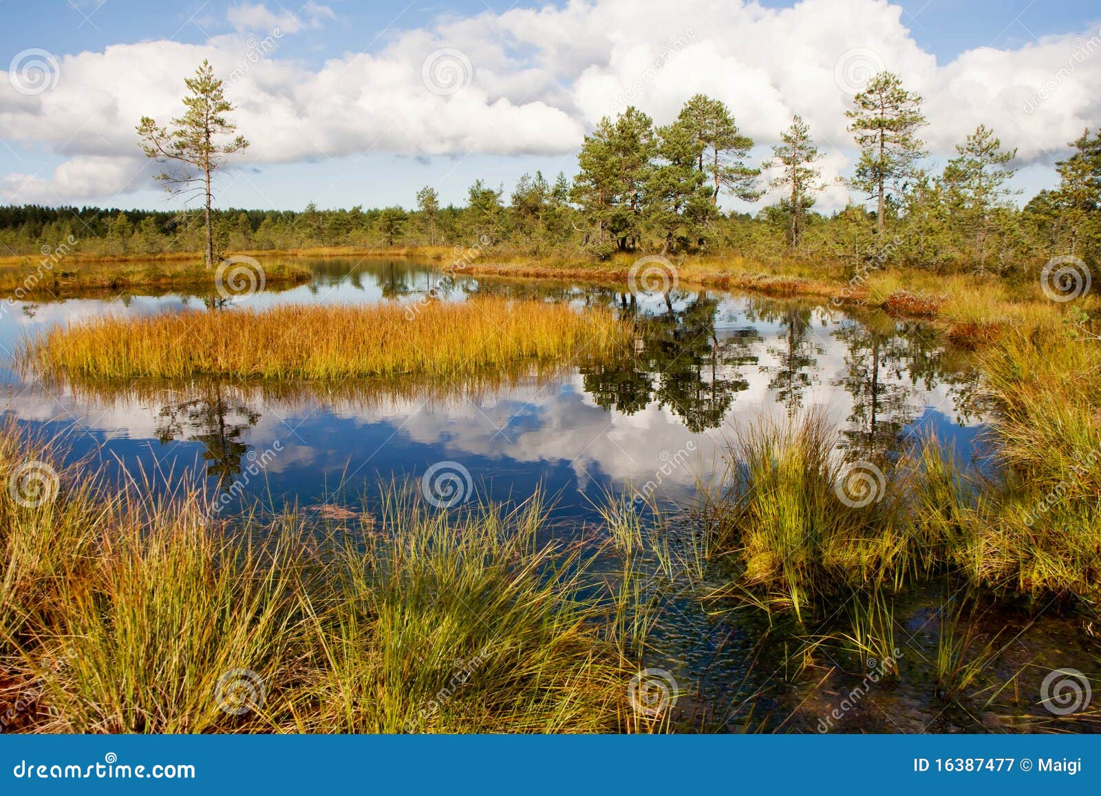 Paesaggio della palude immagine stock. Immagine di acqua - 16387477