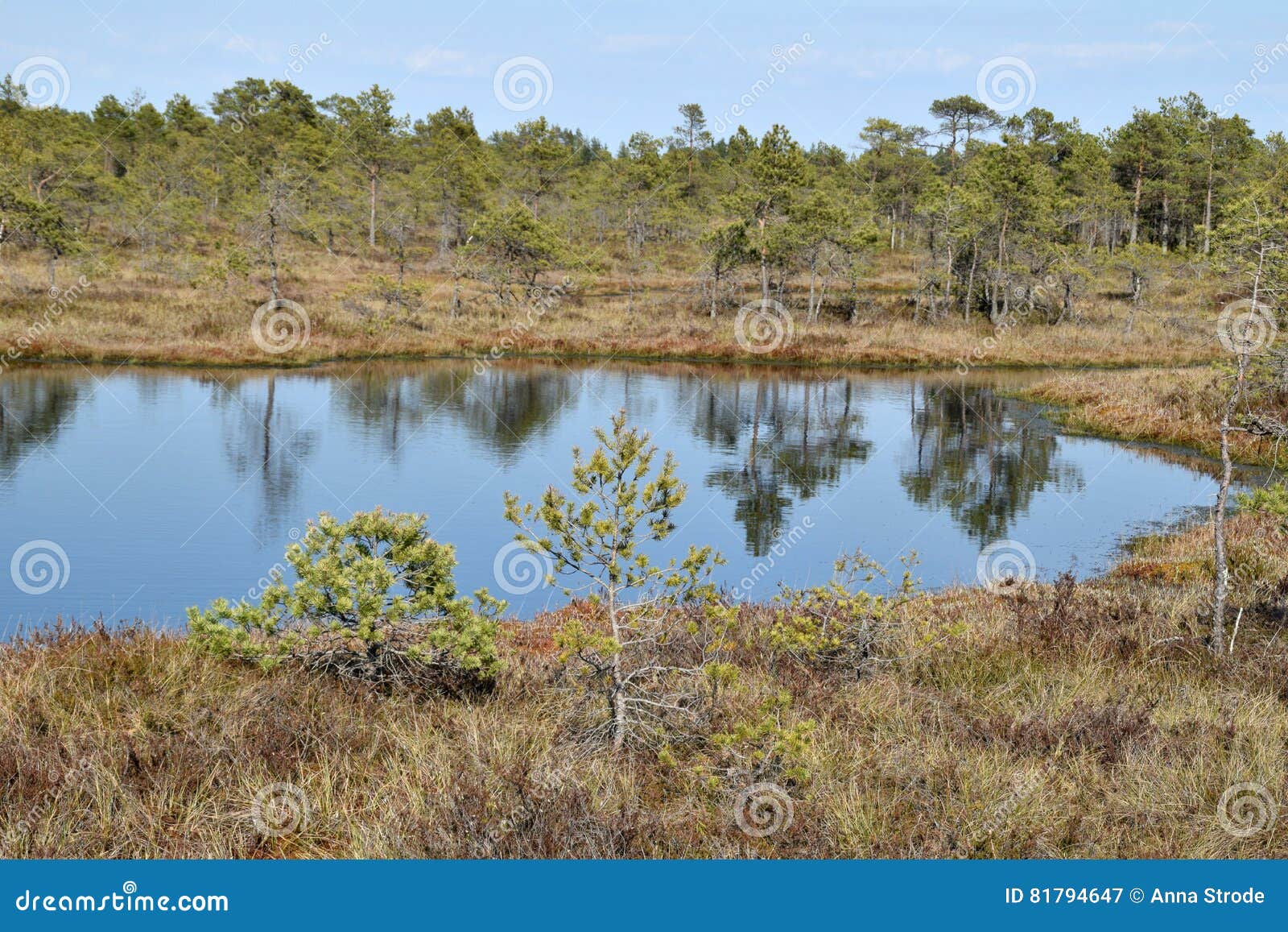 Paesaggio della palude immagine stock. Immagine di crescere - 81794647