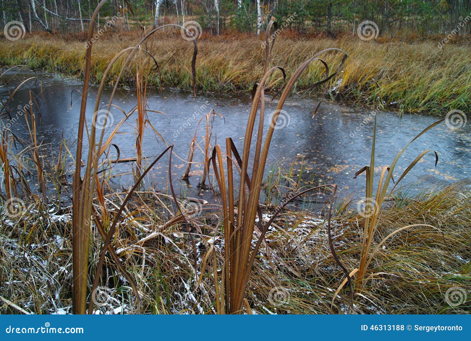 Paesaggio Della Palude Di Autunno Fotografia Stock - Immagine di erba ...