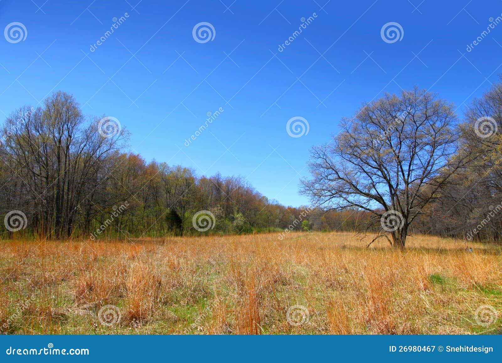 Paesaggio della prateria immagine stock. Immagine di orientale - 26980467
