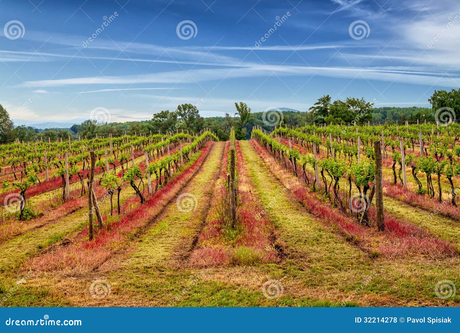 Paesaggio della vigna. fotografia stock. Immagine di prodotti - 32214278