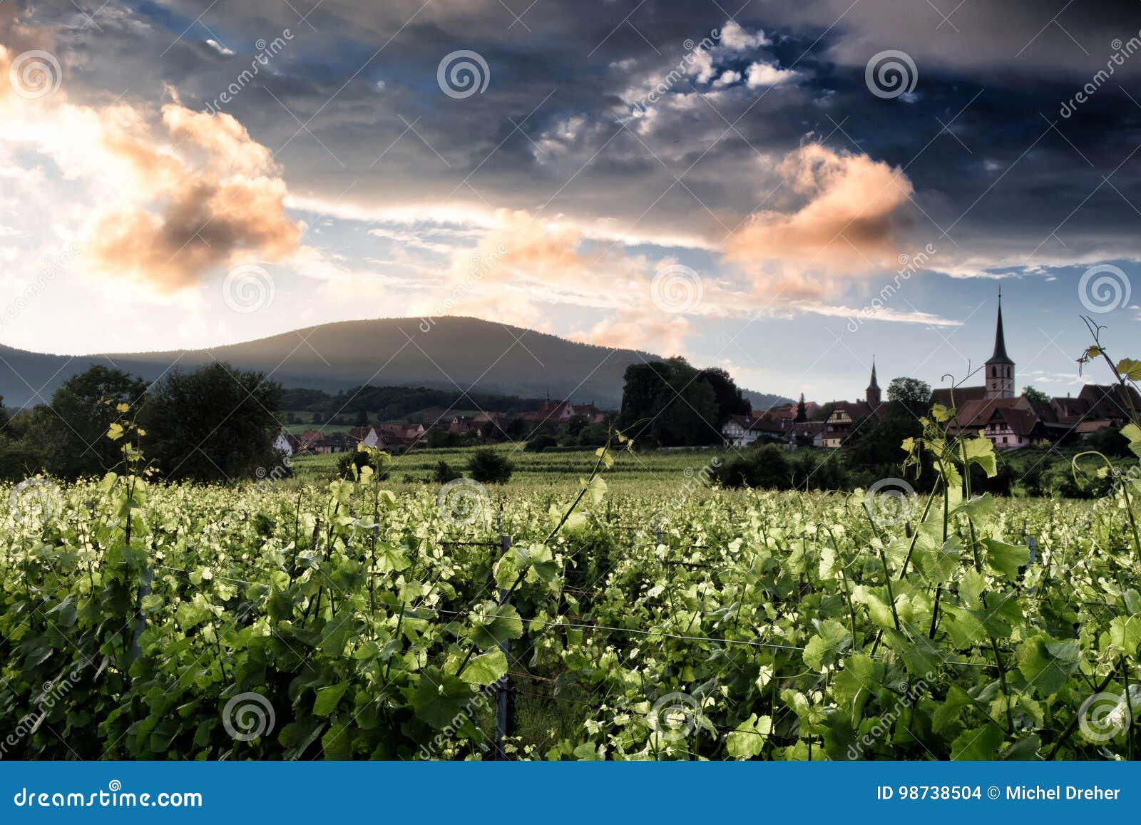 Paesaggio della vigna fotografia stock. Immagine di moscato - 98738504