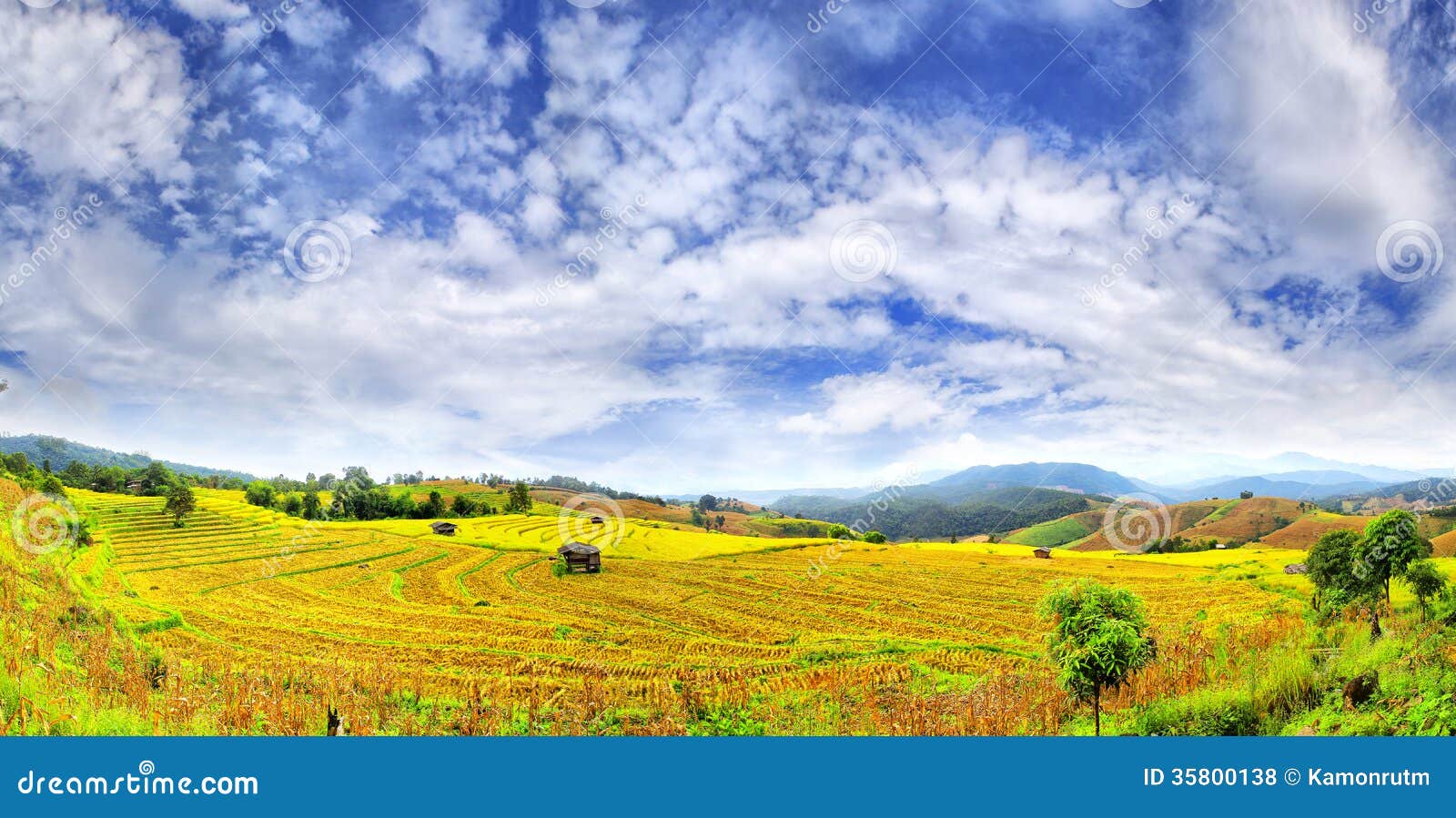 Paesaggio delle risaie fotografia stock. Immagine di ambiente - 35800138