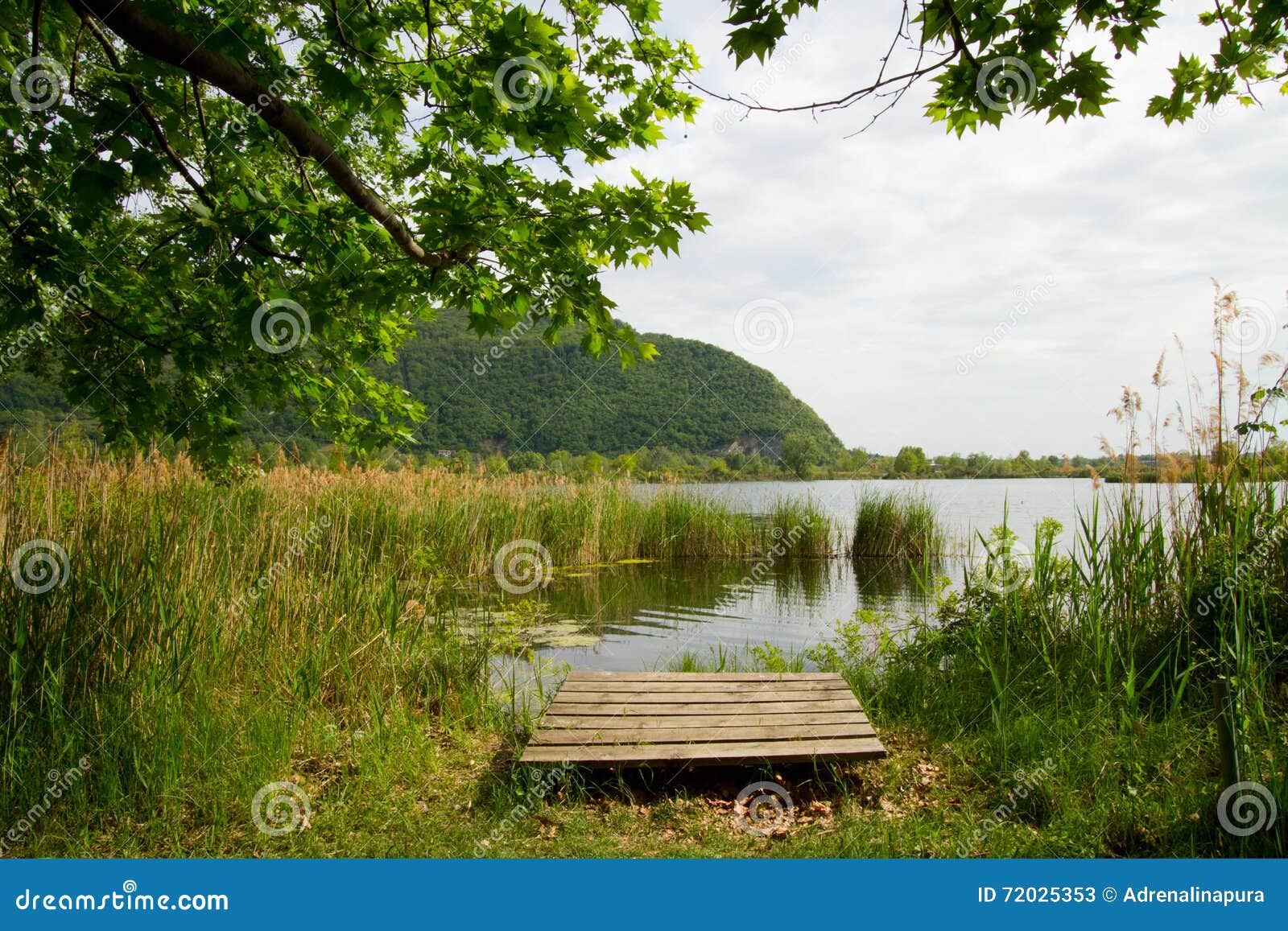 Paesaggio dello stagno immagine stock. Immagine di alberi - 72025353