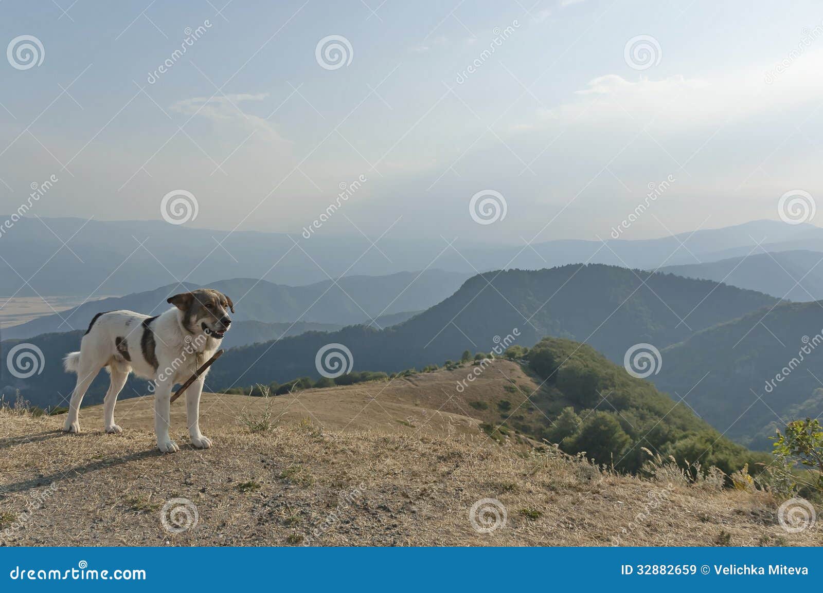 Paesaggio E Cane Pastore Della Montagna Immagine Stock - Immagine di ...