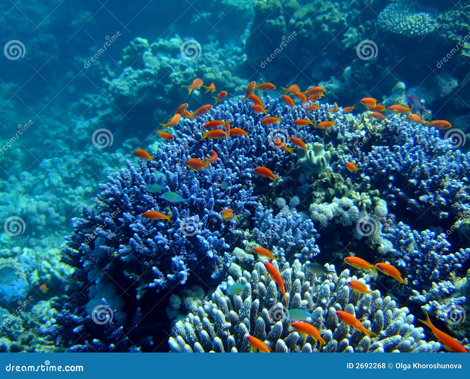 Paesaggio subacqueo fotografia stock. Immagine di pesci - 2692268