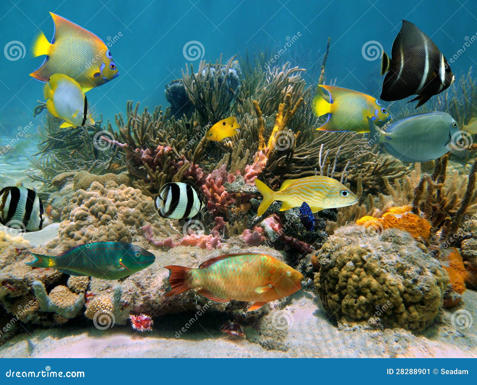 Paesaggio Subacqueo Con Vita Di Mare Variopinta Immagine Stock ...