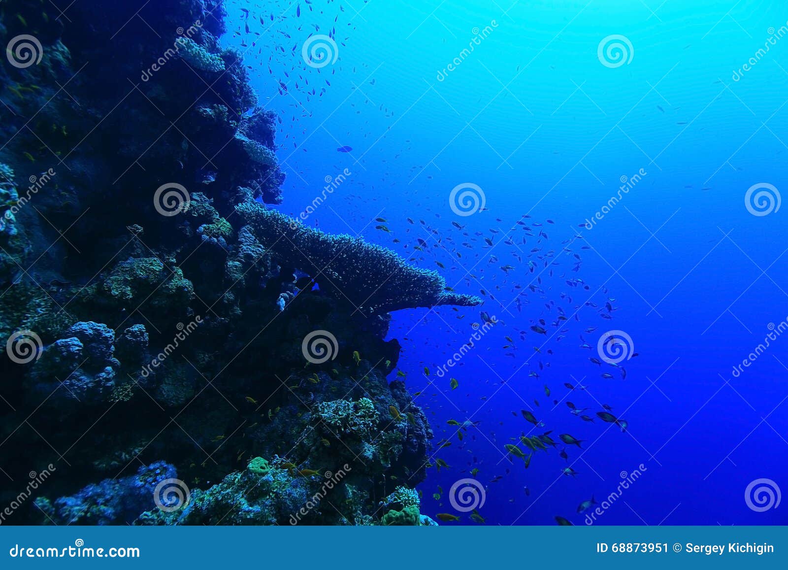 Paesaggio Subacqueo Del Mare Tropicale Immagine Stock - Immagine di ...