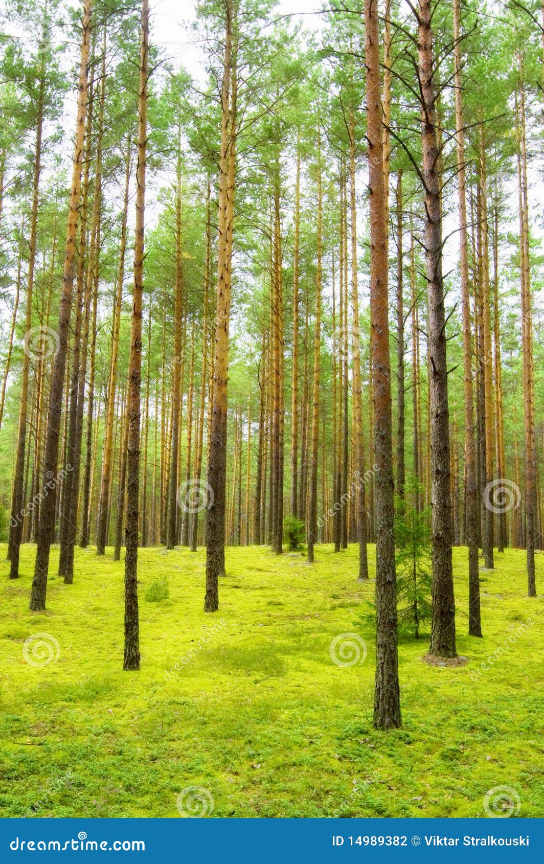 Paesaggio Verde Conifero Della Foresta Fotografia Stock - Immagine di ...