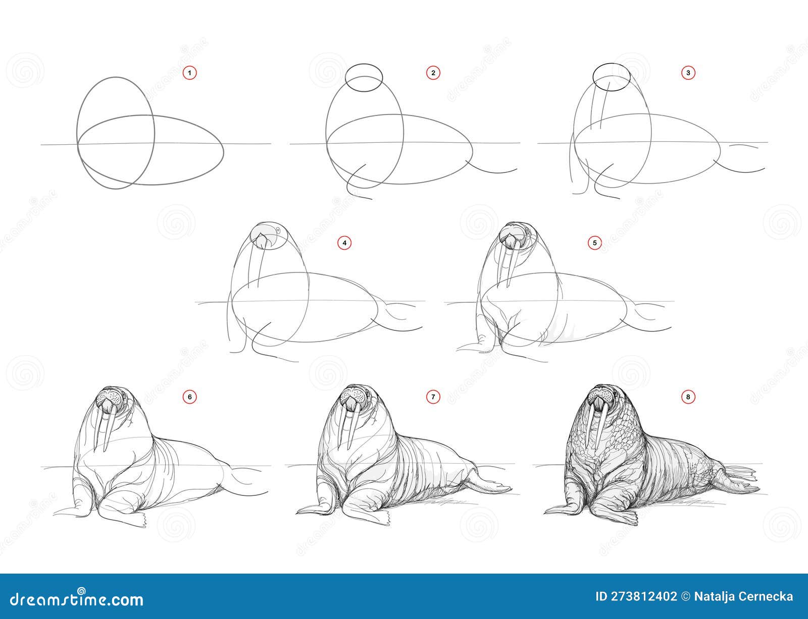Page Shows How To Learn To Draw Sketch a Walrus. Pencil Drawing Lessons ... Page Shows How To Learn To Draw Sketch a Walrus. Pencil Drawing Lessons ...