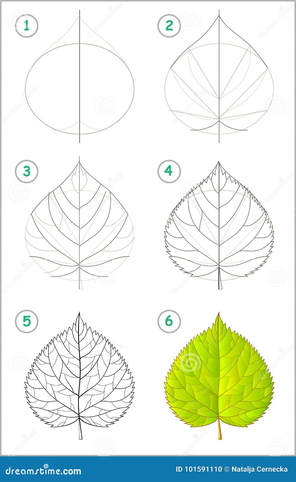 Page Shows How To Learn Step by Step To Draw a Linden Leaf. Stock ...