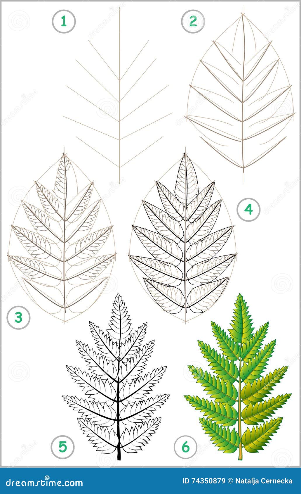 Page Shows How To Learn Step by Step To Draw a Rowan Leaf. Stock Vector ...