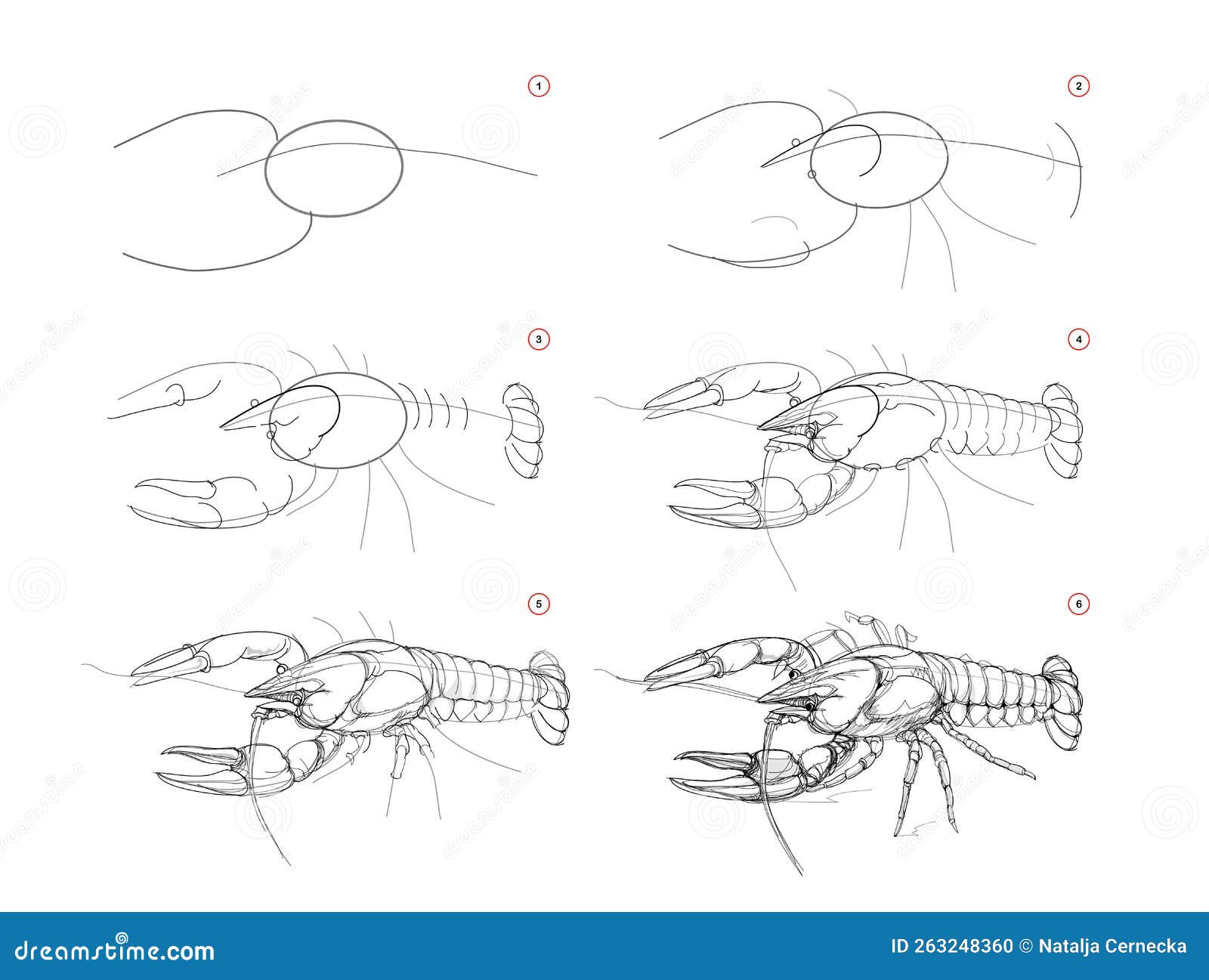 Page Shows How To Learn To Draw Sketch Of Crayfish. Creation Step By ... Page Shows How To Learn To Draw Sketch Of Crayfish. Creation Step By ...