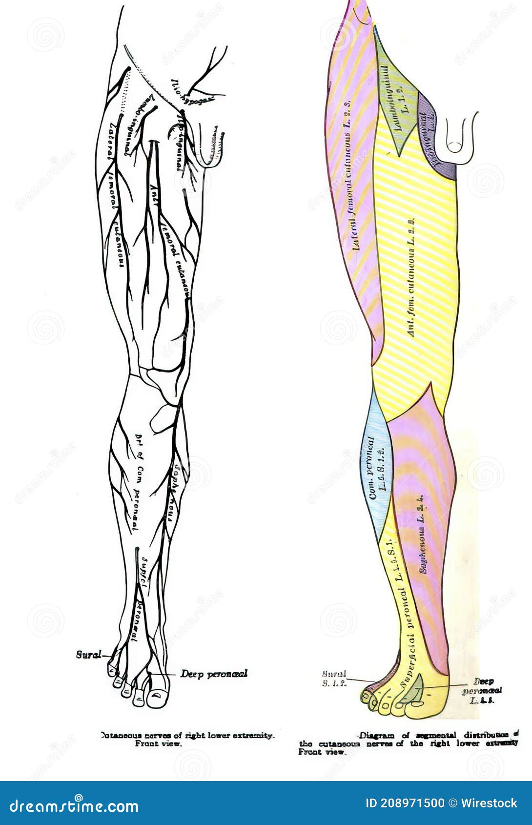 Page from a 19th-century Anatomy Textbook Explaining the Structure of a ...