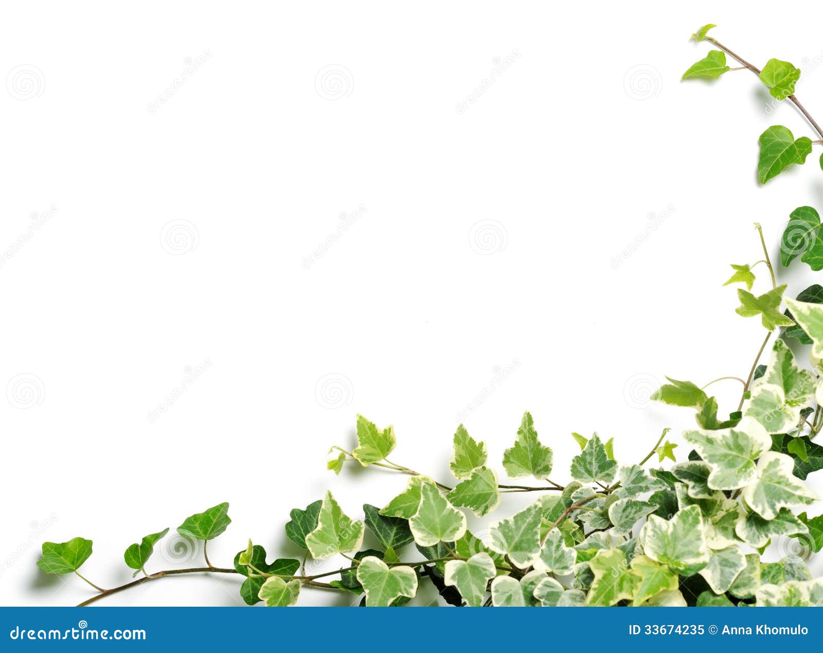 Pagina dell'edera immagine stock. Immagine di edera, ramoscello - 33674235