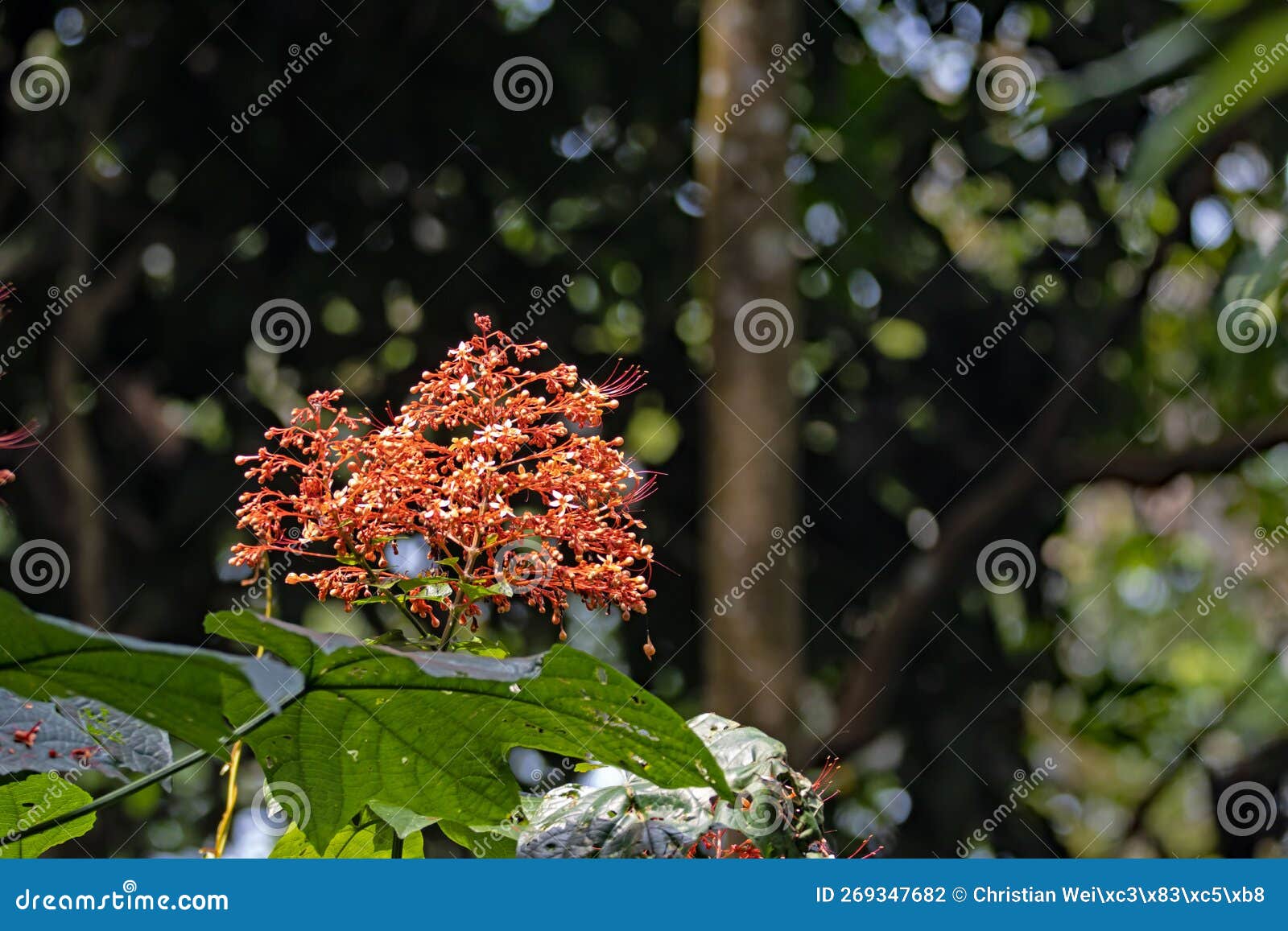 Pagoda Flower Plant Clerodendrum Paniculatum L. Leaf Royalty-Free Stock ...