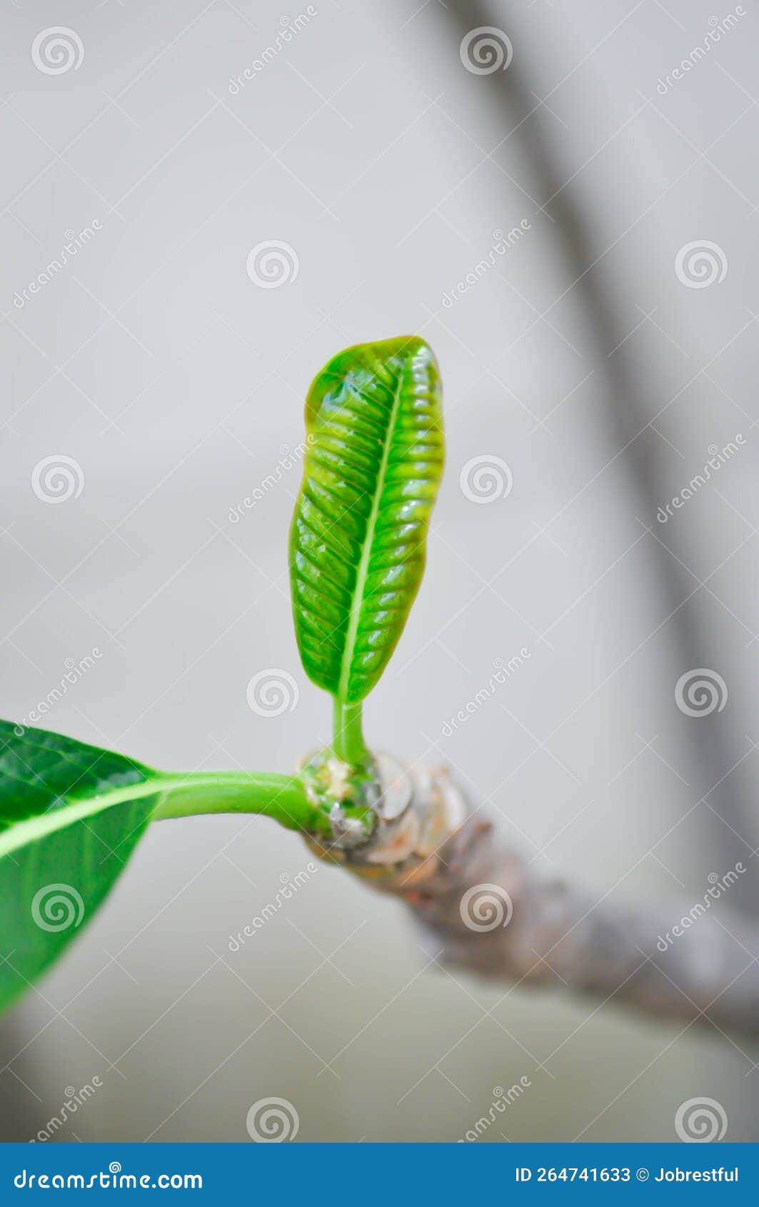 Pagoda Tree or Frangipani or Temple Tree ,new Born Leaf Stock Image ...