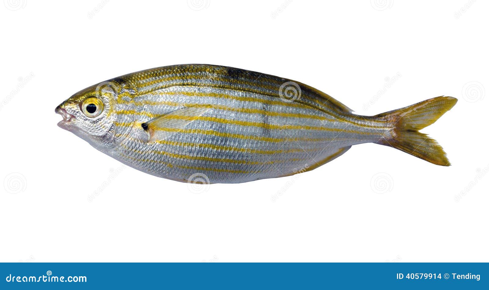 Pagro Di Salema - Pesce Di Sarpa Fotografia Stock - Immagine di ...