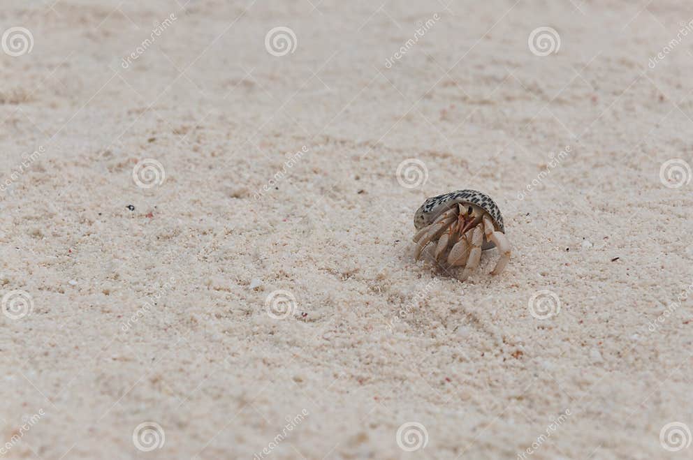 Pagurian on the beach stock photo. Image of hermit, shelter - 41155158