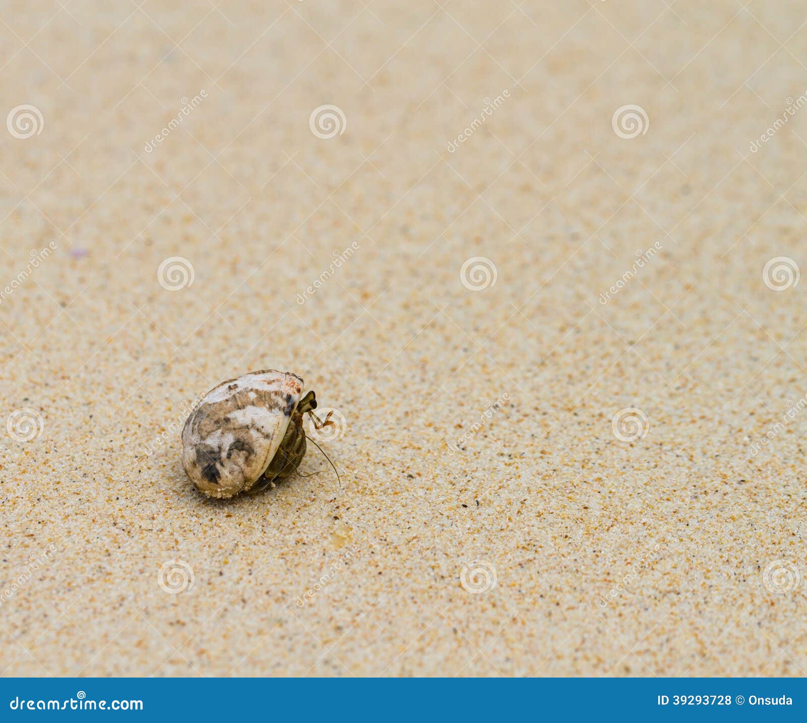 Pagurian on beach stock photo. Image of animal, closeup - 39293728