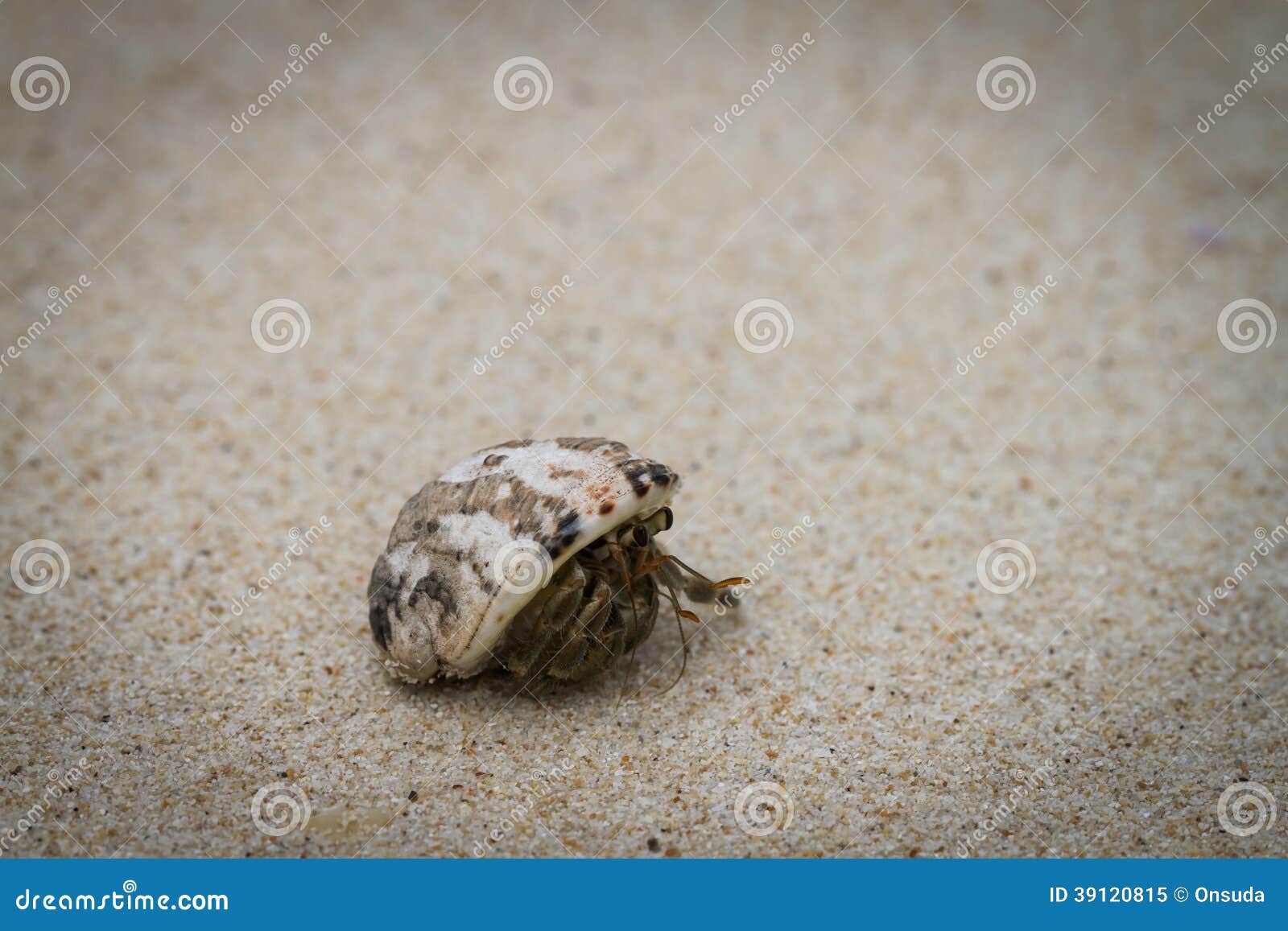 Pagurian sur la plage image stock. Image du rampement - 39120815
