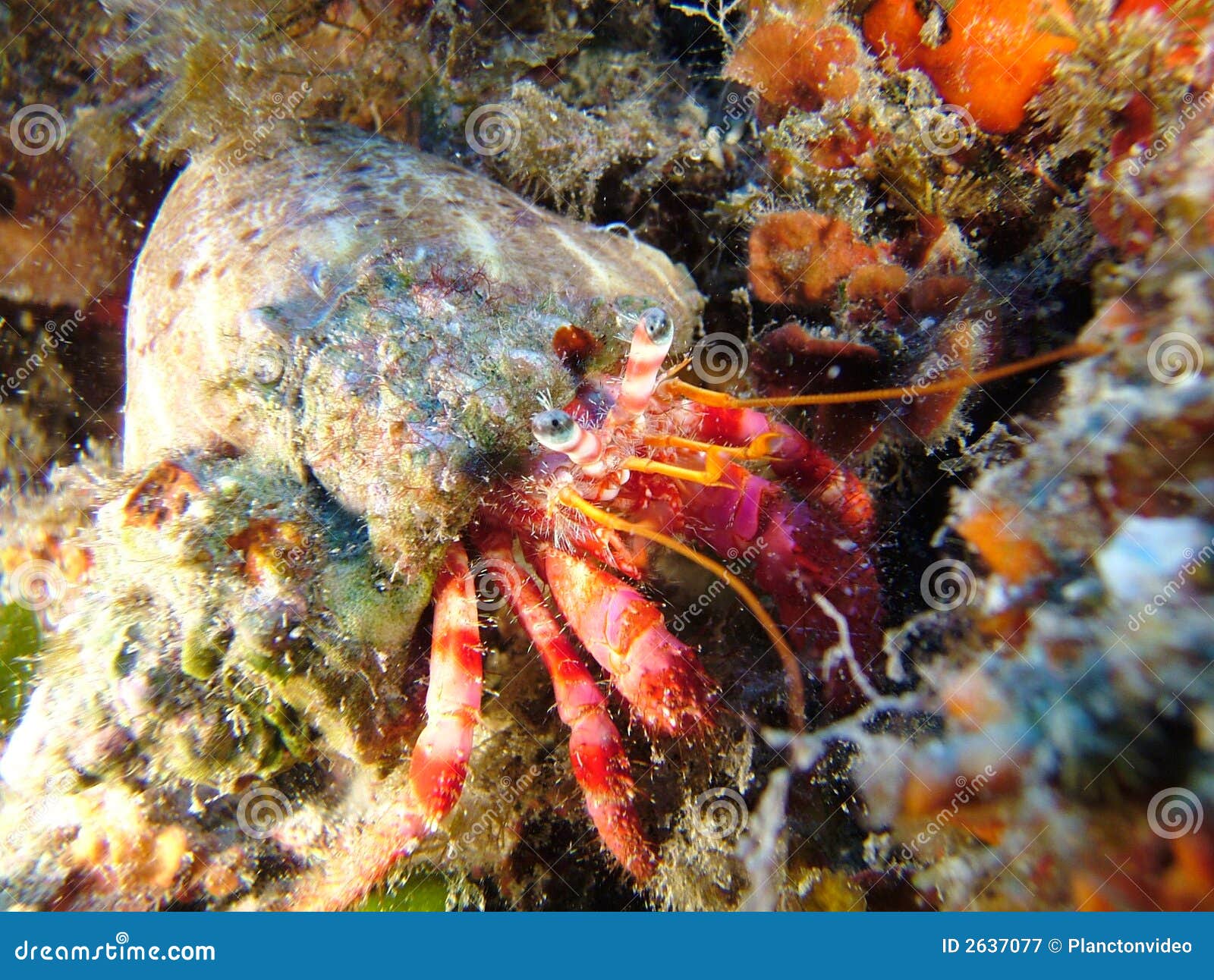 Paguro stock image. Image of snorkeling, shellfish, crustacean - 2637077