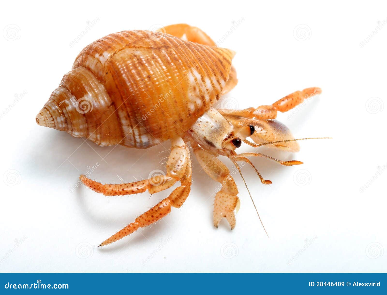 Paguro immagine stock. Immagine di scenico, eremita, pets - 28446409