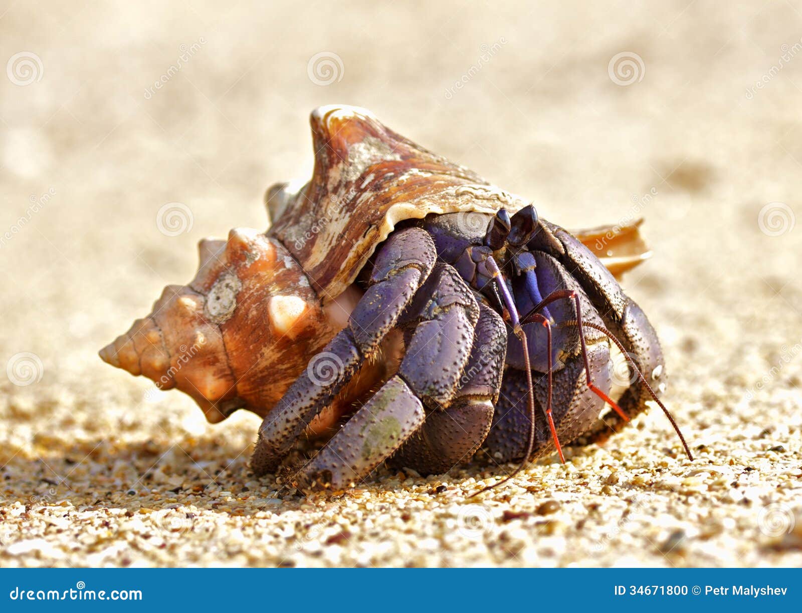 Paguro fotografia stock. Immagine di creatura, oceano - 34671800