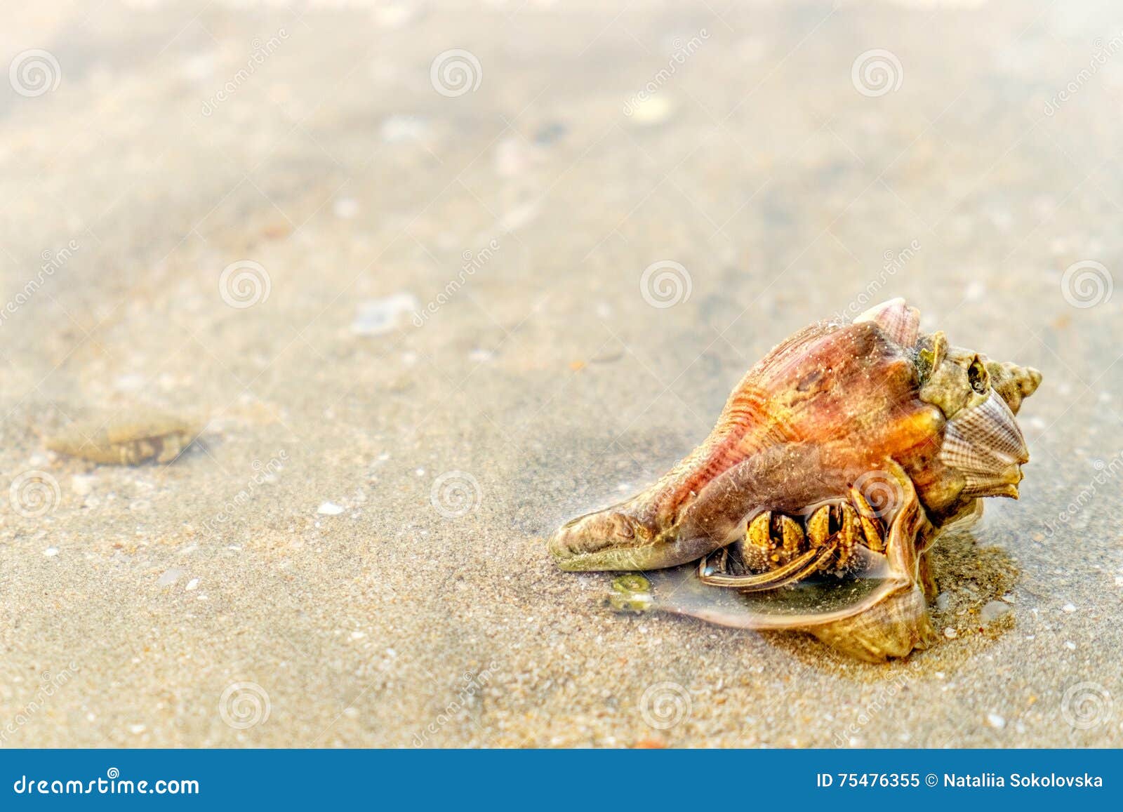 Paguro Nelle Coperture Della Vite Immagine Stock - Immagine di granchio ...