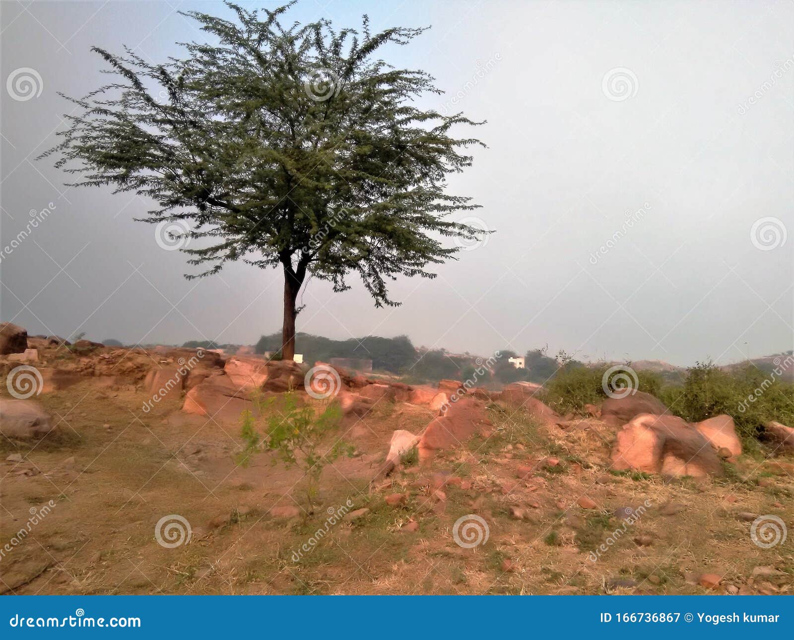 Pahad Ke Upar Tree ,red Stone Stock Image - Image of tree, pahad: 166736867