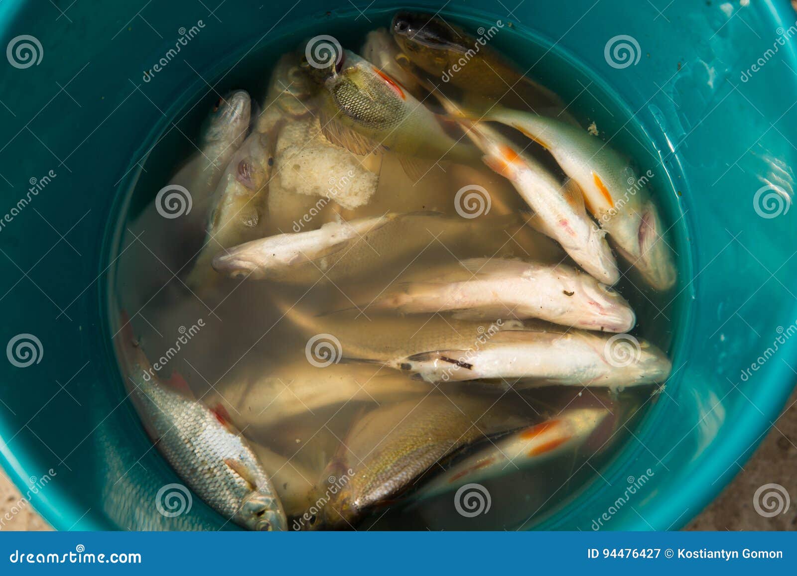 Pail with fish stock image. Image of fish, nature, texture - 94476427