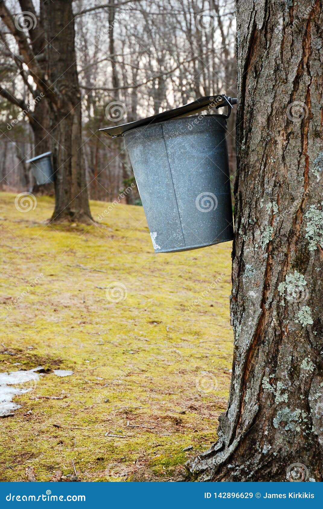 Gathering maple syrup editorial stock image. Image of drip - 142896629
