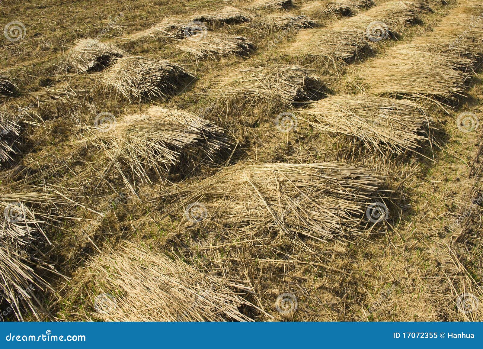 Paille de riz image stock. Image du excellent, clair - 17072355
