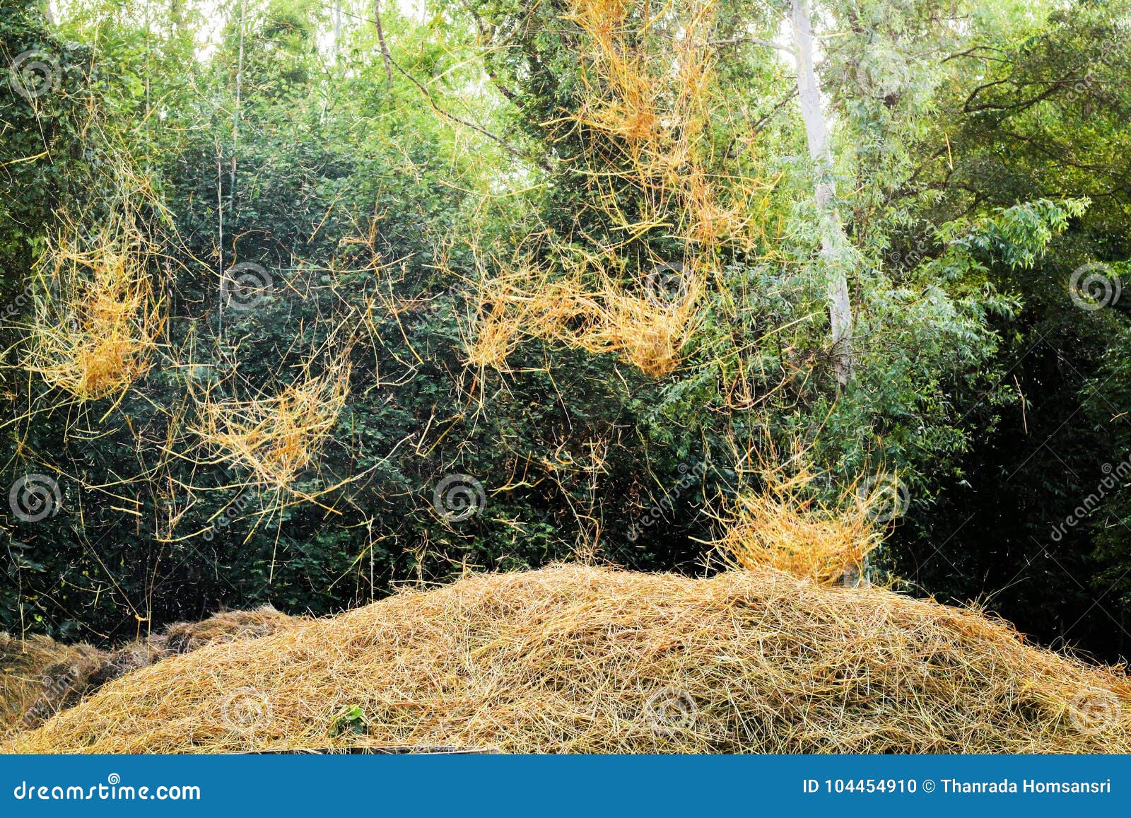 Paille De Riz, Riz De Grain Photo stock - Image du ferme, maison: 104454910
