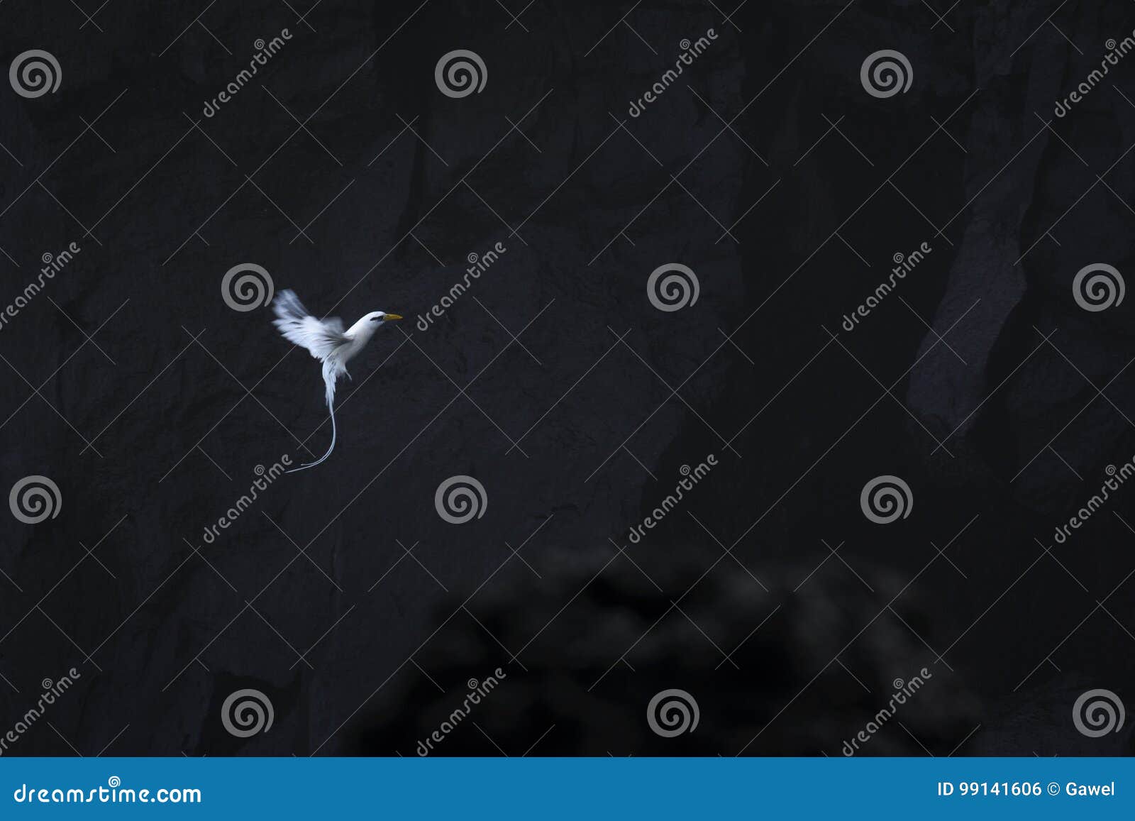 Paille En Queue or Phaeton Bird, Reunion Island Stock Photo - Image of ...