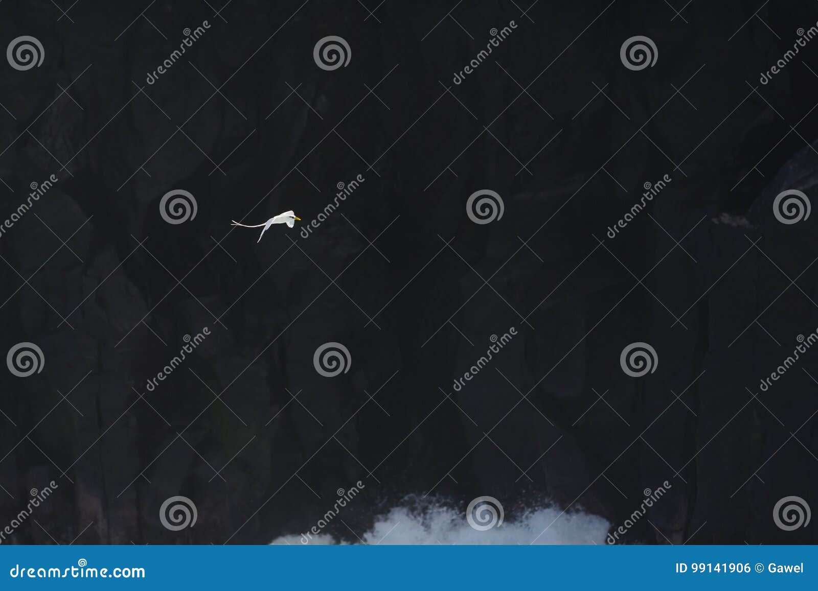 Paille En Queue or Phaeton Bird, Reunion Island Stock Photo - Image of ...
