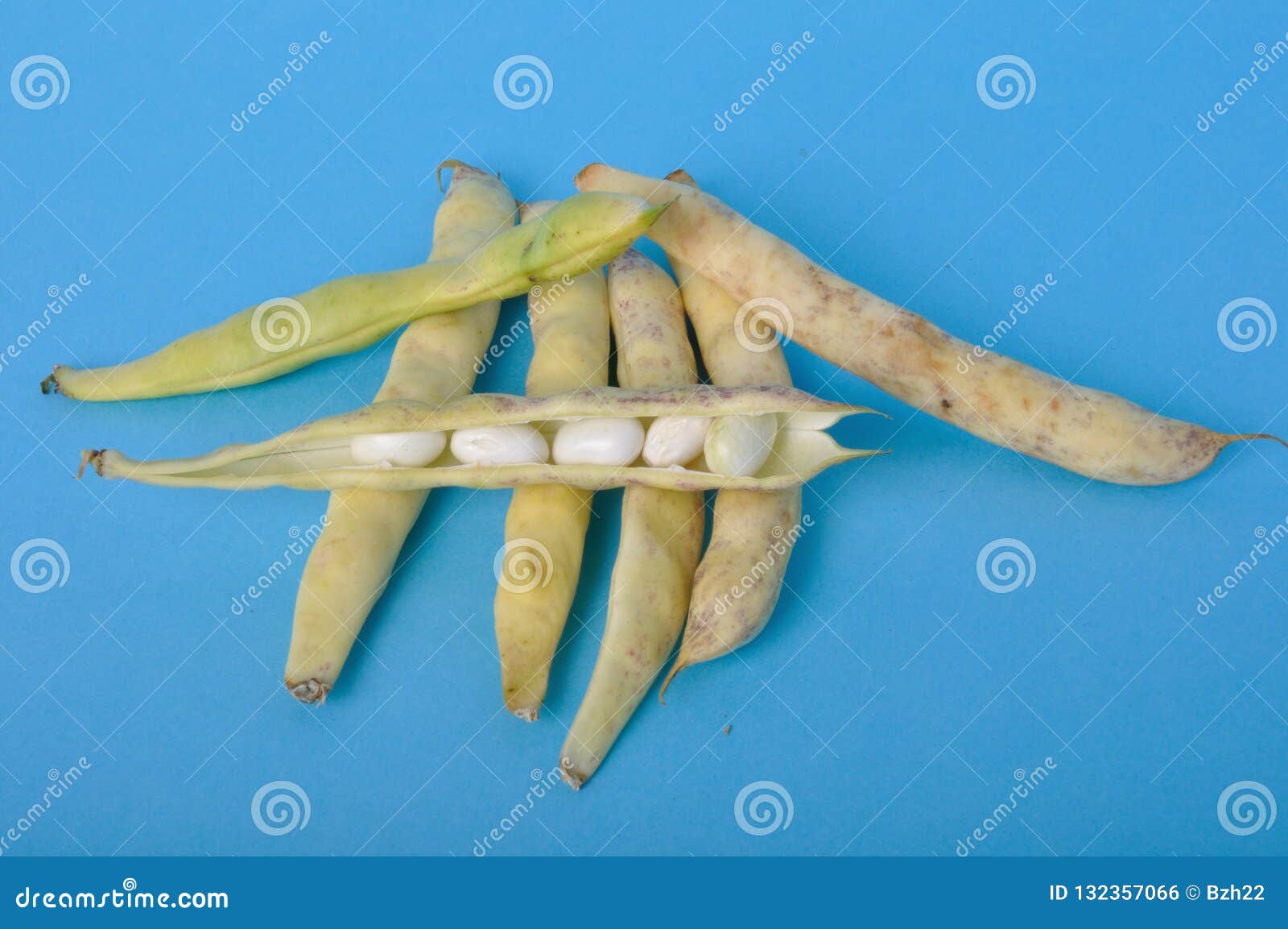 Paimpol coco beans stock photo. Image of france, traditional - 132357066