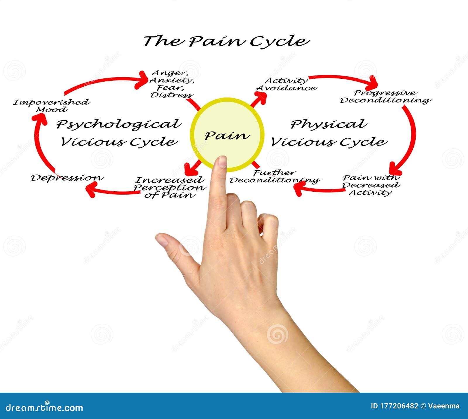 Pain Cycle stock photo. Image of doctor, progressive - 177206482
