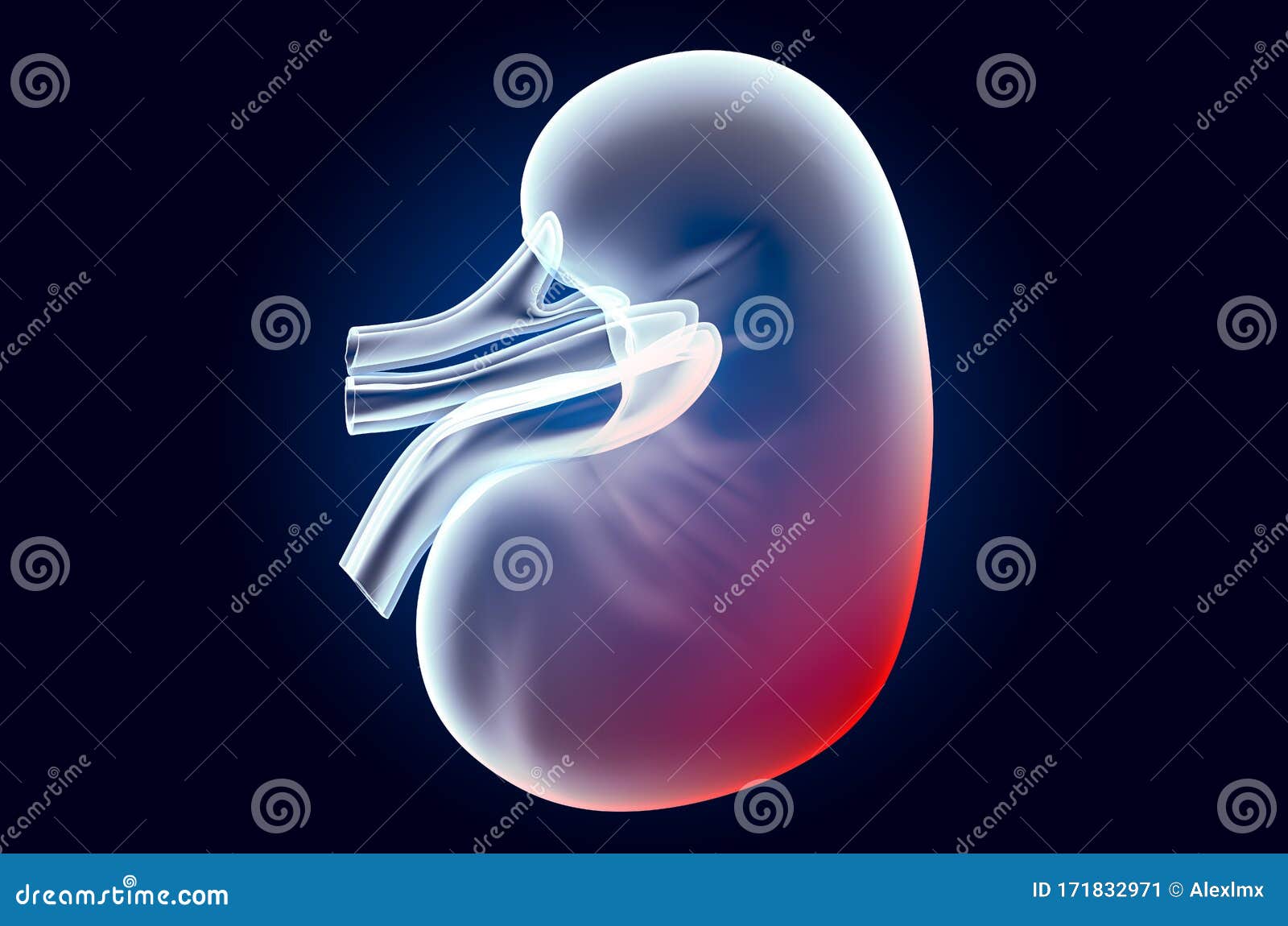 Pain in Kidney Concept. Ghost Light Effect, X-ray Hologram Stock ...