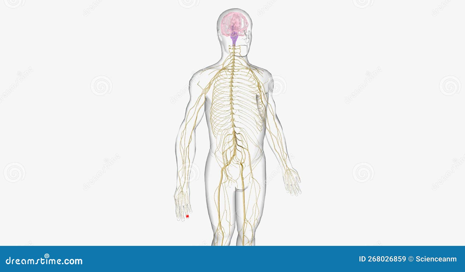 The Pain Pathway is a Route of Signals that Takes Place within the ...