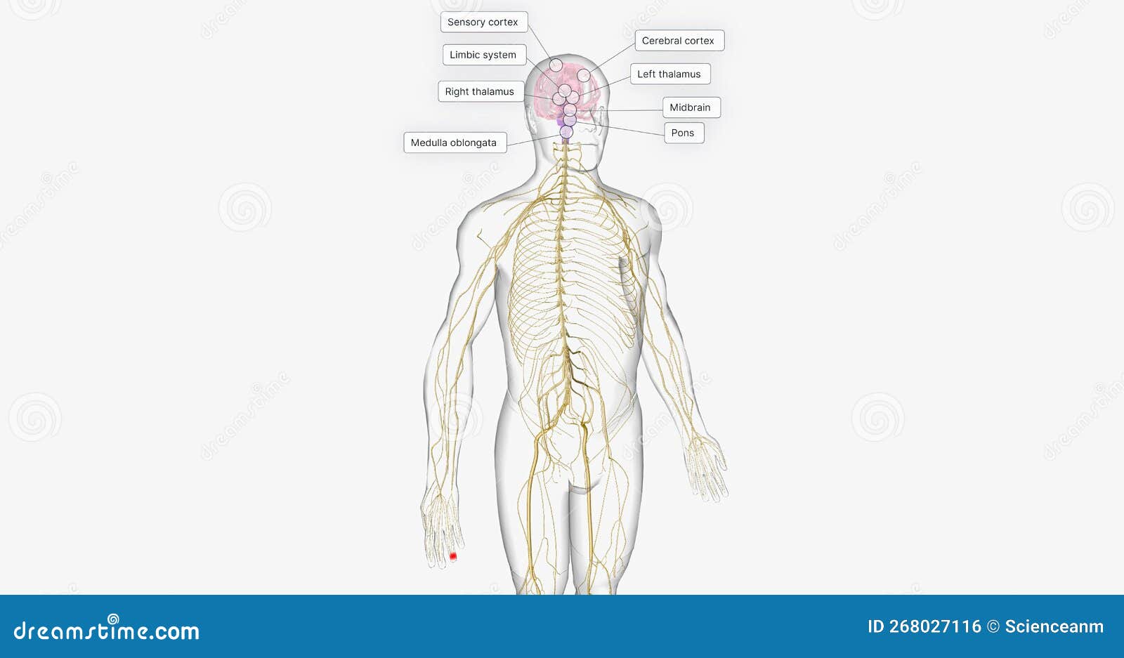The Pain Pathway is a Route of Signals that Takes Place within the ...