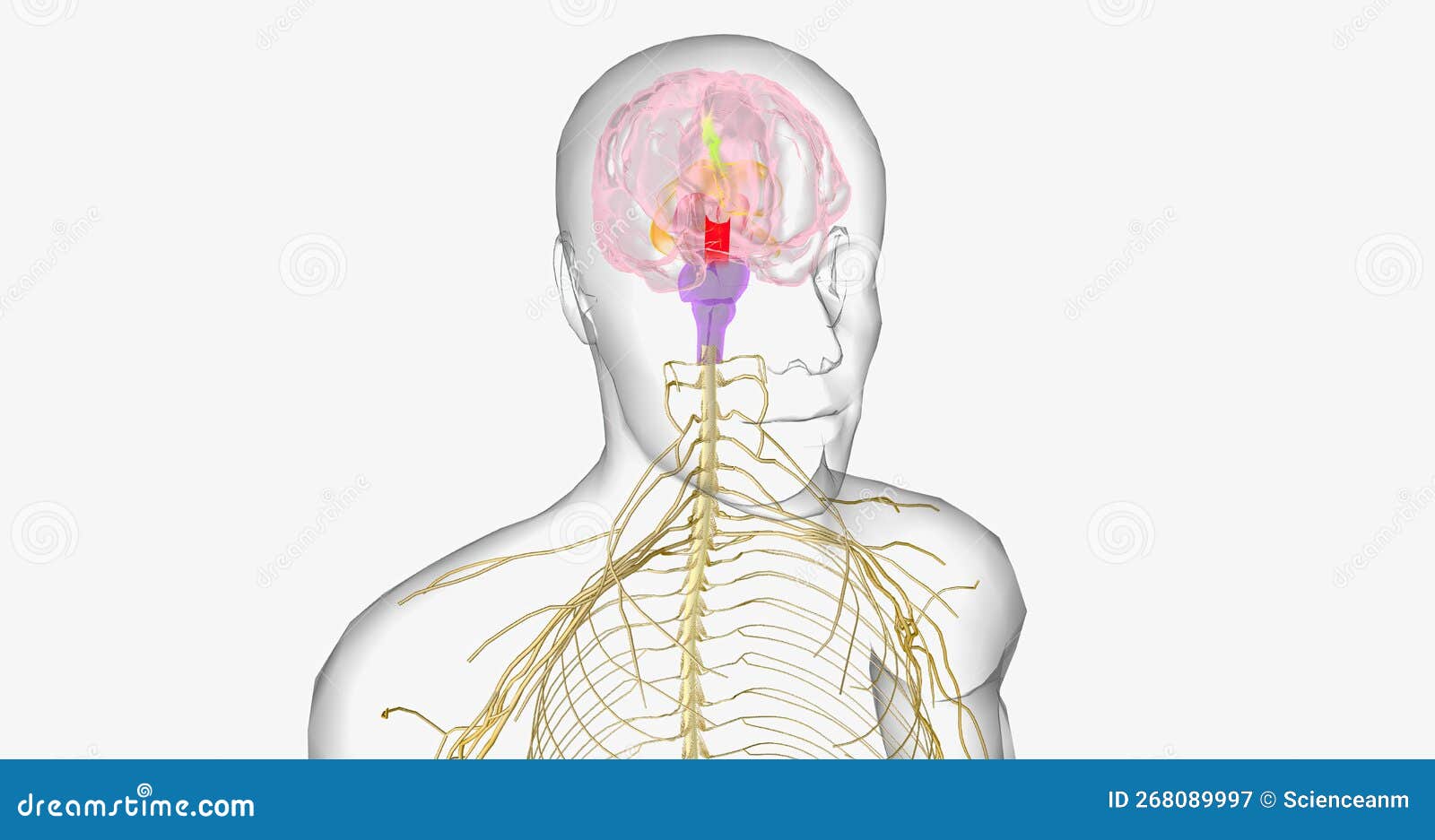 The Pain Pathway is a Route of Signals that Takes Place within the ...