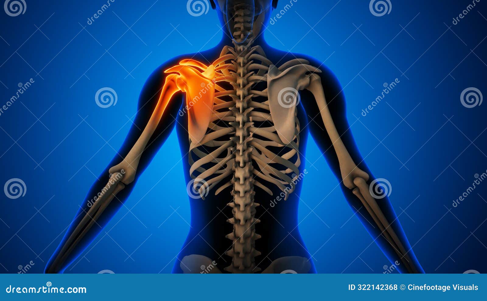 Pain in the Shoulder joint stock illustration. Illustration of adult ...
