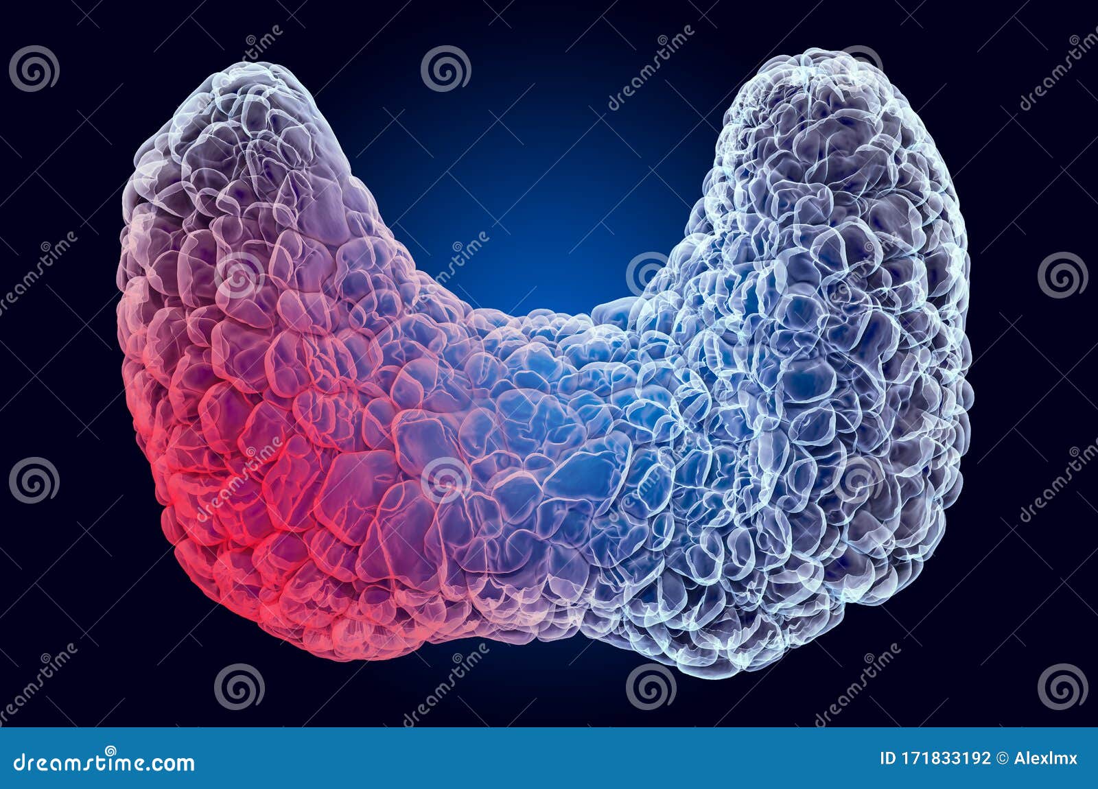 Pain In Thyroid Concept. Ghost Light Effect, X-ray Hologram. 3D ...
