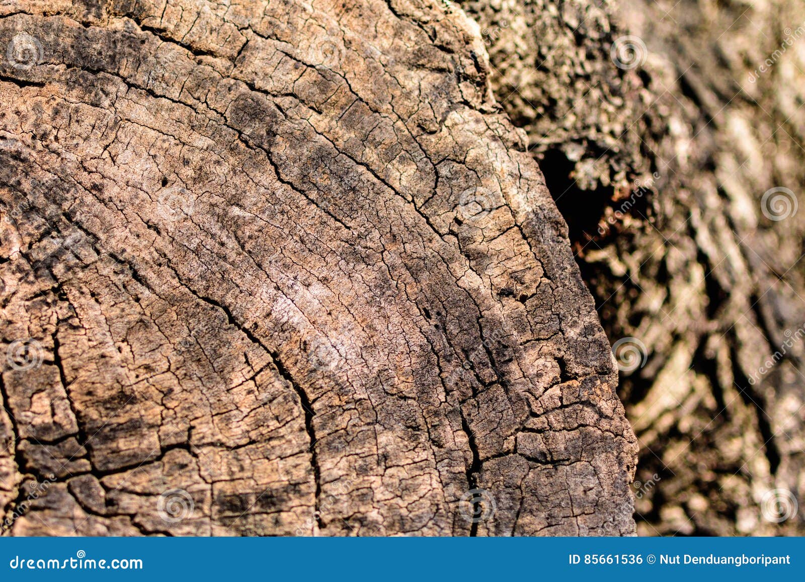 Pain of Tree stock photo. Image of life, history, ring - 85661536