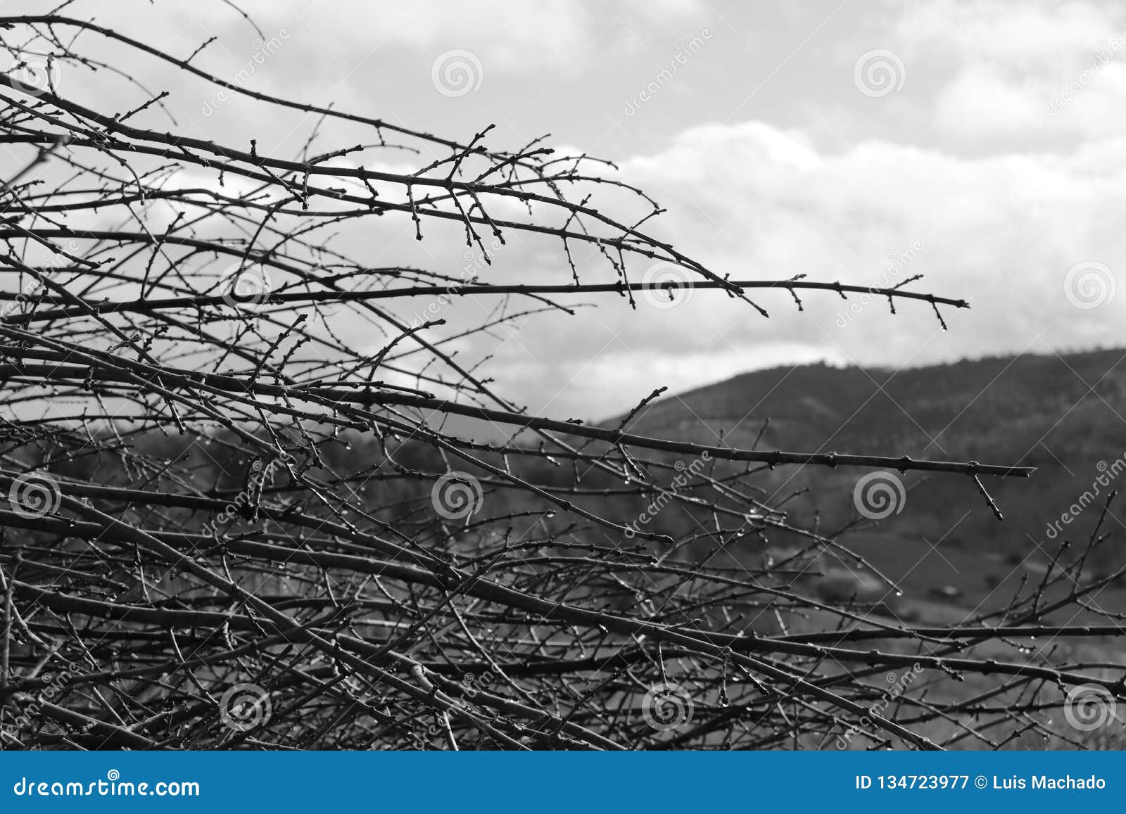 The pain of trees stock image. Image of trees, black - 134723977