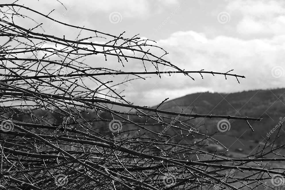 The pain of trees stock image. Image of trees, black - 134723977